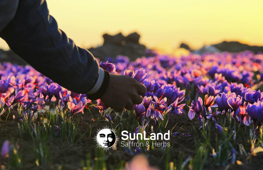 How And When Saffron Harvest Occurs?