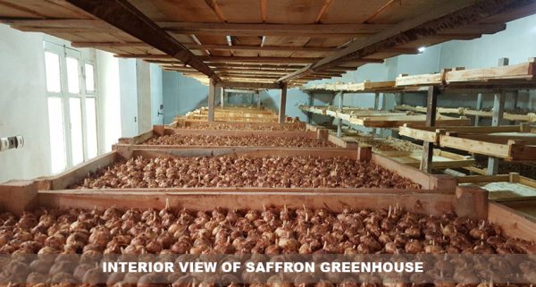 Aeroponics And Hydroponics Saffron Cultivation Methods - The Official ...