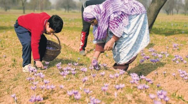 Get To Know Top Five Saffron Producing Countries